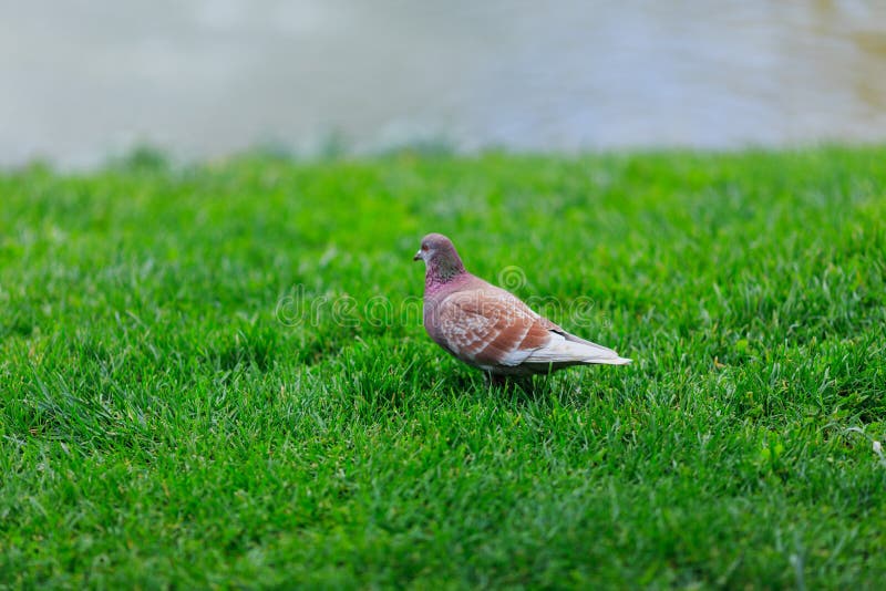 Large Dove in the Park on Green Grass Stock Photo - Image of large ...