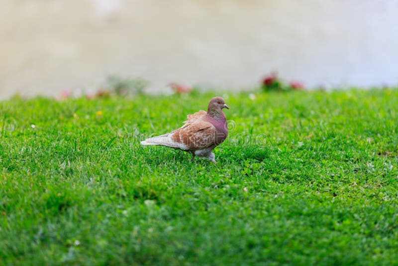 Large Dove in the Park on Green Grass Stock Image - Image of gray, food ...