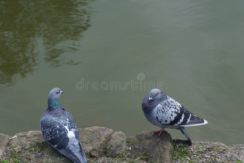 Dove stock photo. Image of animal, lake, bird, wings - 78513266