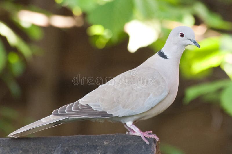 Dove Peched on Bird Tsble Roof of Slate Stock Image - Image of feather ...