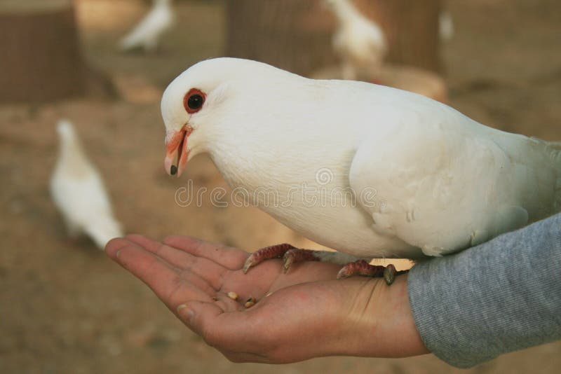 Dove and people stock image. Image of people, symbol, animal - 5213415