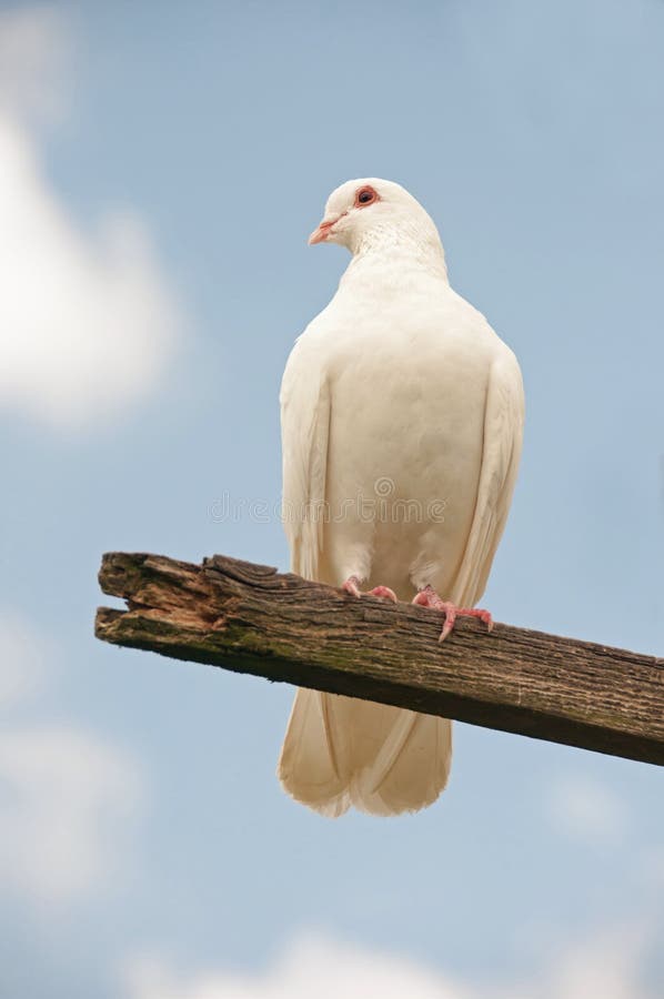 Dove on a perch stock photo. Image of wings, beautiful - 54197254