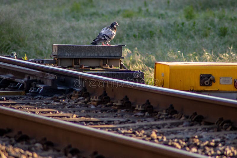 Dove Perched on a Railway Track during the Daytime Stock Photo - Image ...