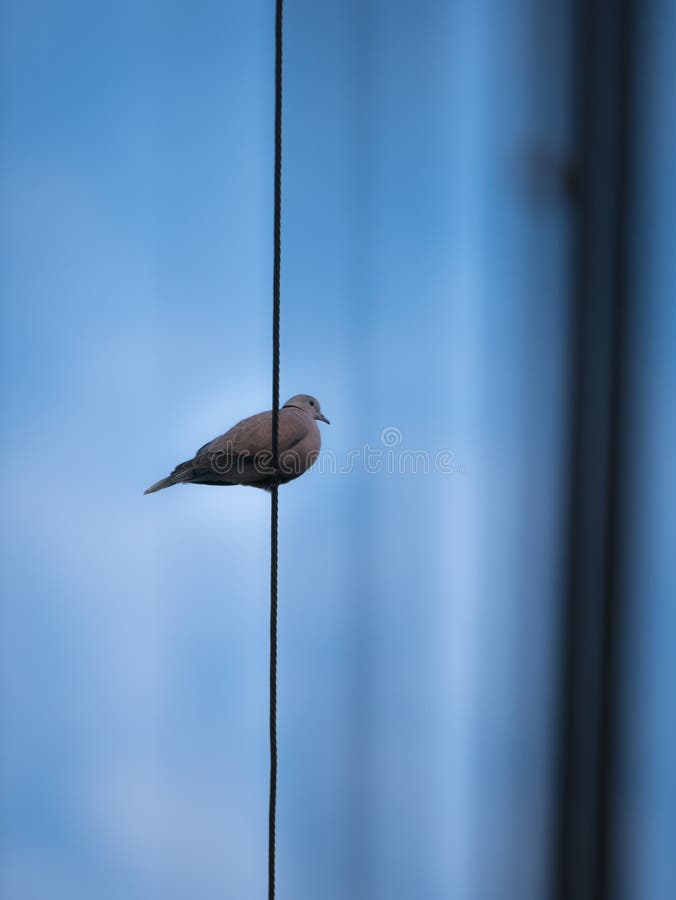 Dove Perched on the Straight Line Stock Image - Image of grass ...