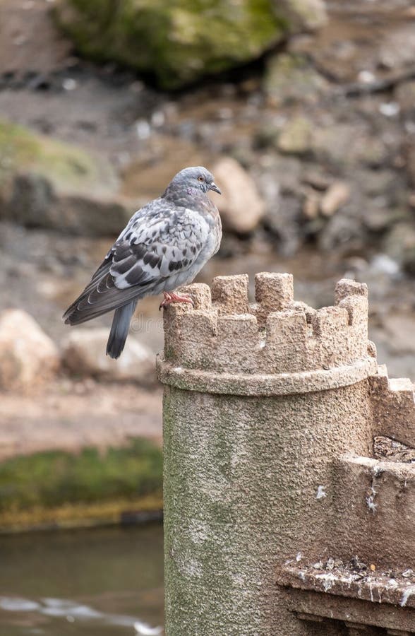 Dove perching on rock stock image. Image of fauna, wood - 266396071