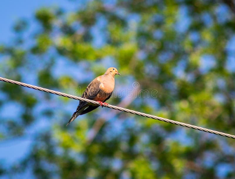 Dove Perching on a Wire stock photo. Image of perching - 189685310