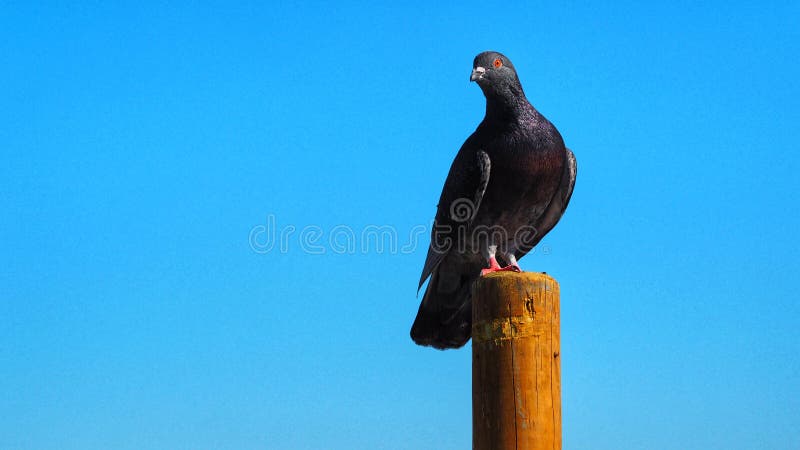Dove or Pigeon Sitting on Pole Stock Image - Image of pole, dove: 113182121