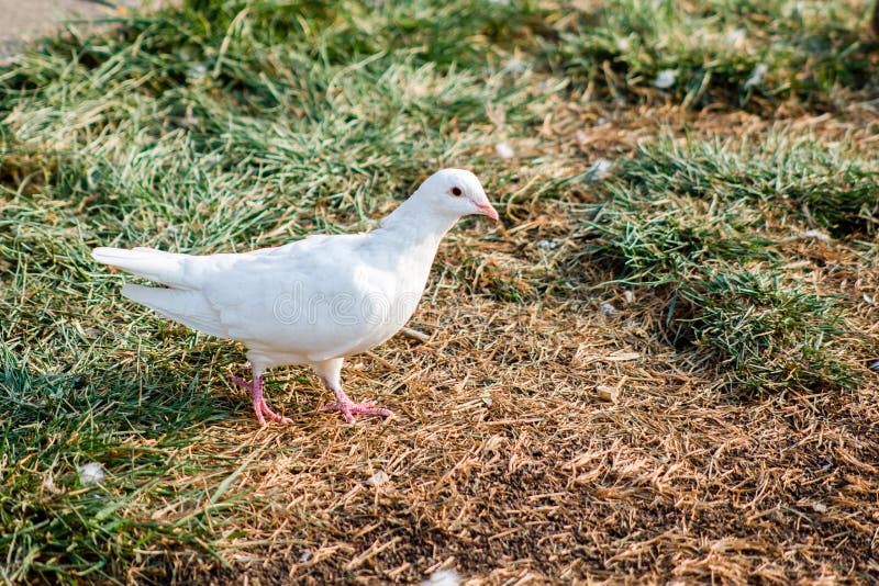 The dove stock image. Image of passerine, purity, copy - 106672747