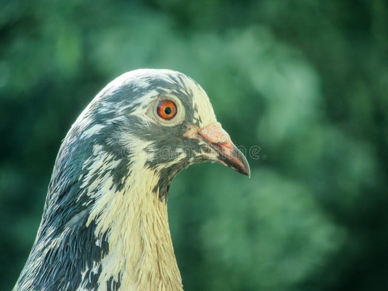 Dove portrait stock photo. Image of wildlife, indian - 97860476