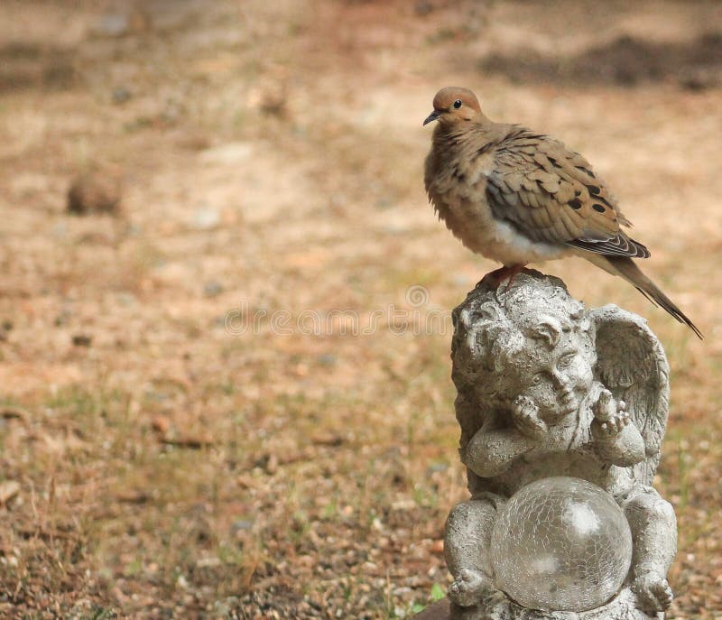 Dove Prayers Covered stock image. Image of life, prayers - 72030095