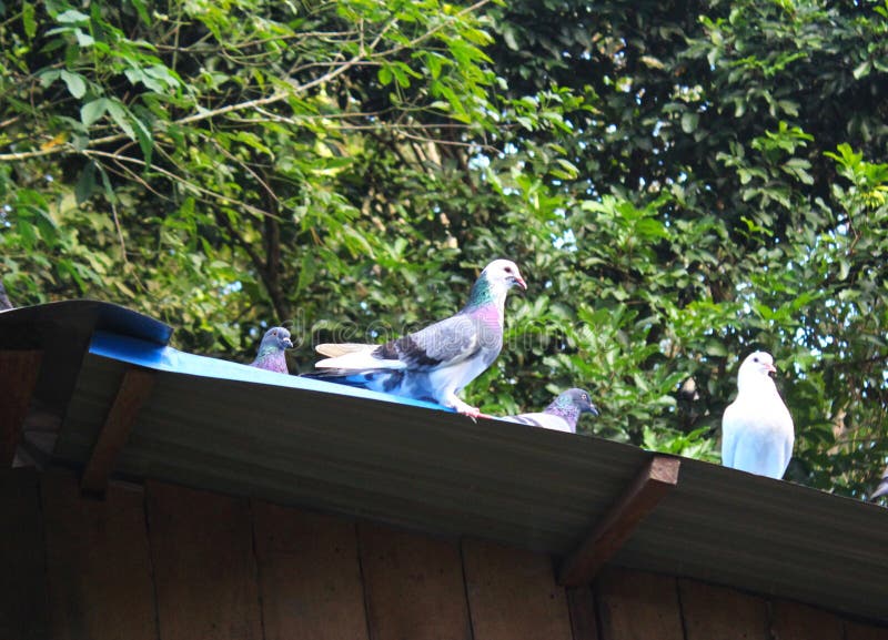 A Dove Relaxing on the Roof Tile Stock Image - Image of roof, branch ...
