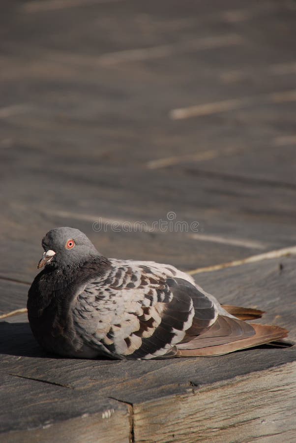 Dove Resting Comfortably stock image. Image of blue, cinnamonbrown ...