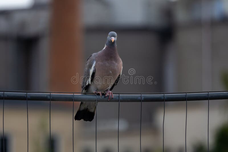 A Dove Resting on a Fence Perch in a City. Stock Image - Image of focus ...