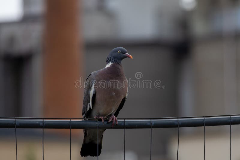 A Dove Resting on a Fence Perch in a City. Stock Image - Image of ...