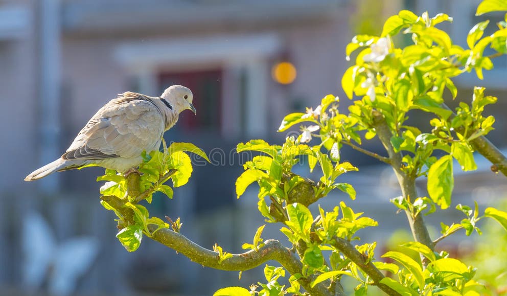 Dove Resting in a Garden in Spring Stock Image - Image of almere ...
