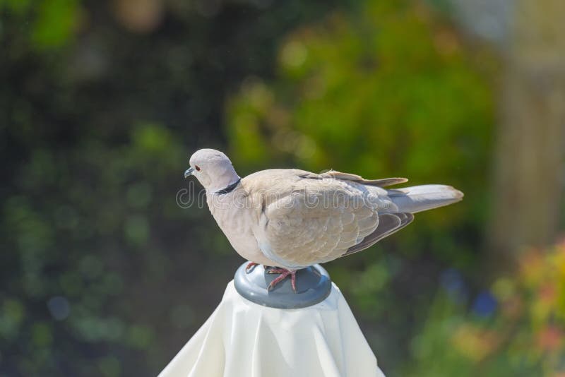 Dove Resting in a Garden in Spring Stock Image - Image of nature ...