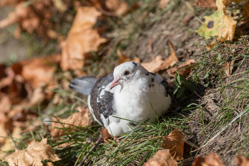 Dove resting on the grass stock image. Image of feather - 62995437