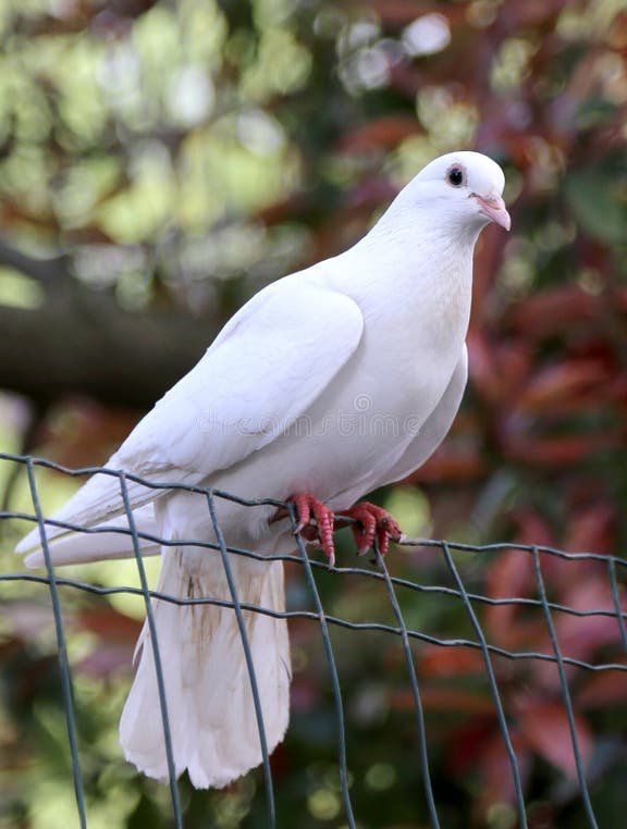 Dove Resting on a Wire Mesh Stock Image - Image of peace, white: 135050819