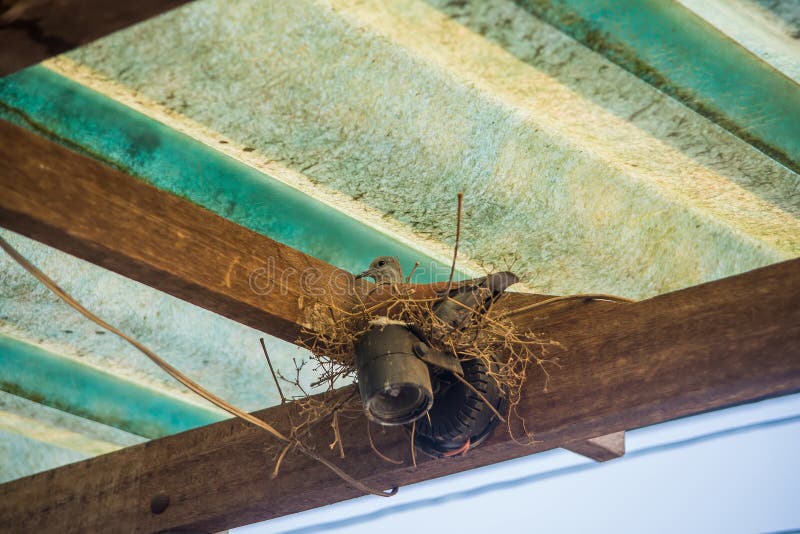 Dove in a safe nest. stock photo. Image of nest, black - 50882596