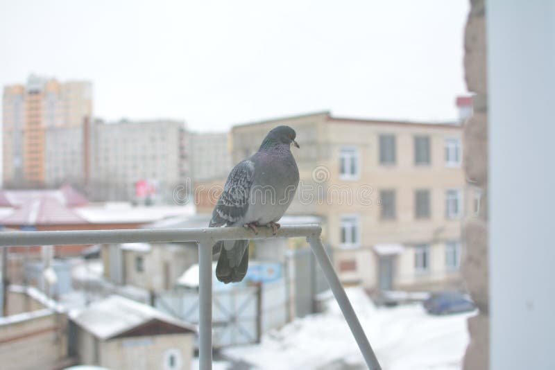 Dove stock image. Image of house, bird, feather, cold - 73891693