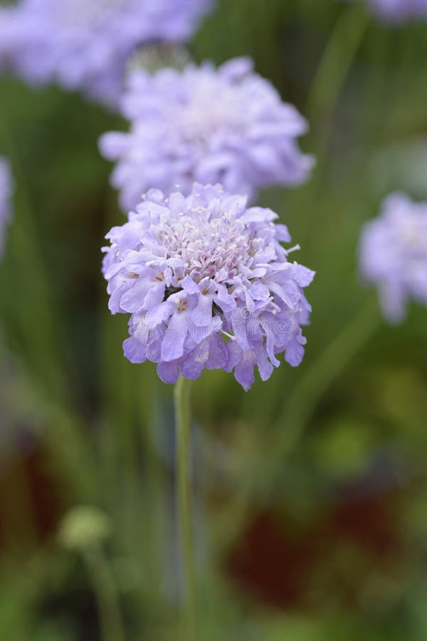 Dove Scabious Flutter Deep Blue Stock Photo - Image of columbaria ...