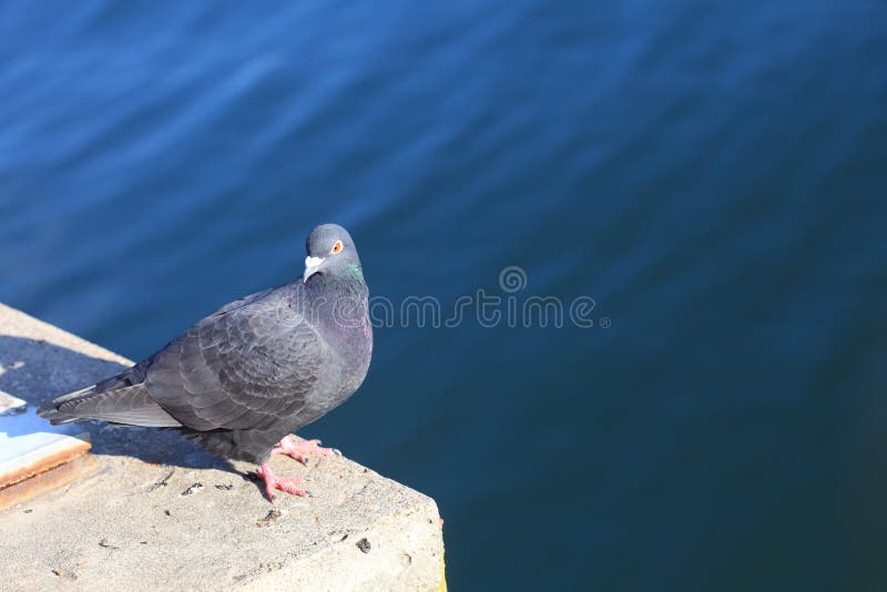 Dove and sea stock image. Image of serenity, mediterranean - 34200181