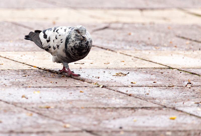 Dove on the Sidewalk in the City Stock Photo - Image of city, walking ...