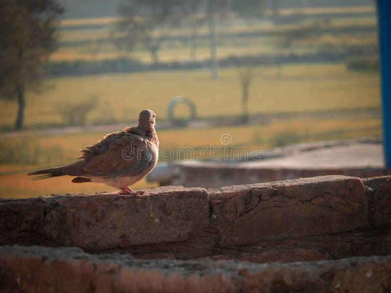 A Dove Sitting Alone a Wall Stock Photo - Image of dove, birds: 274381092
