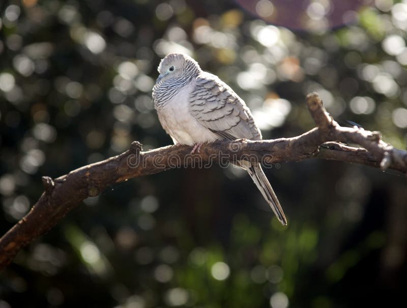 Dove sitting on a branch stock image. Image of purity - 9165543