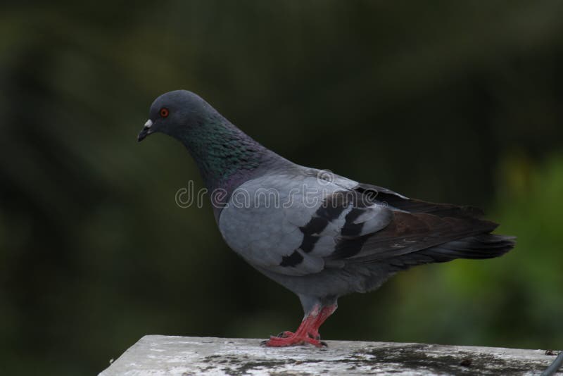 A dove sitting. stock photo. Image of animal, bird, branch - 204244356