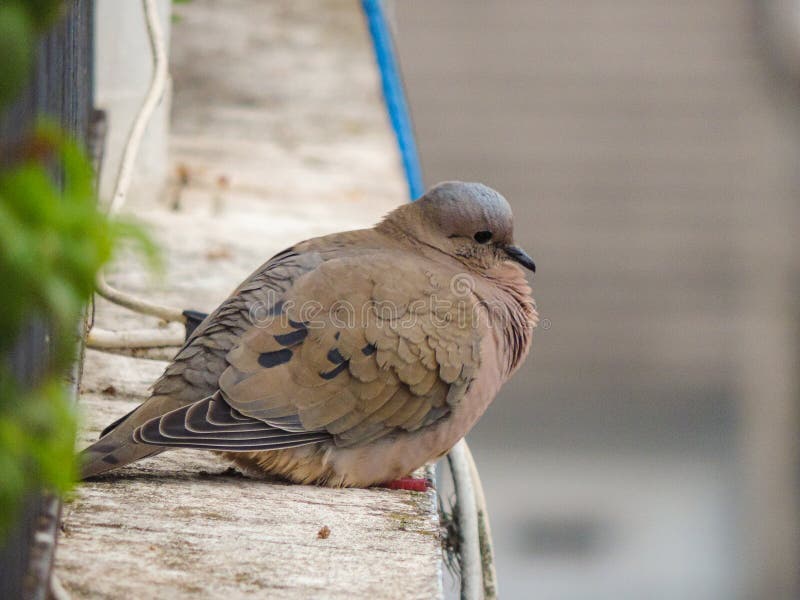Dove Sitting on the Edge of a White Building Stock Image - Image of ...