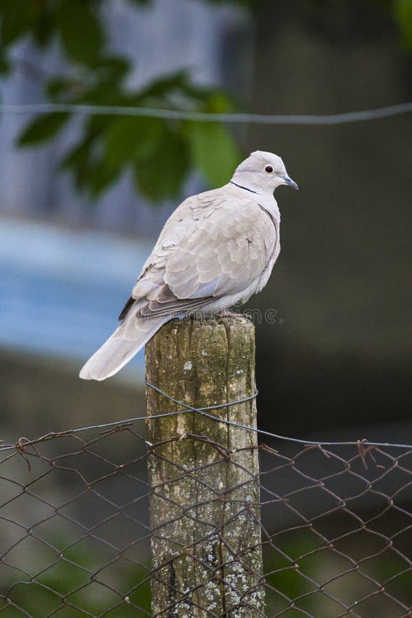 Dove Sitting on a Fence Pole Stock Photo - Image of wild, natural ...