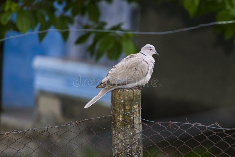 Dove Sitting on a Fence Pole Stock Image - Image of wings, plan: 149851383