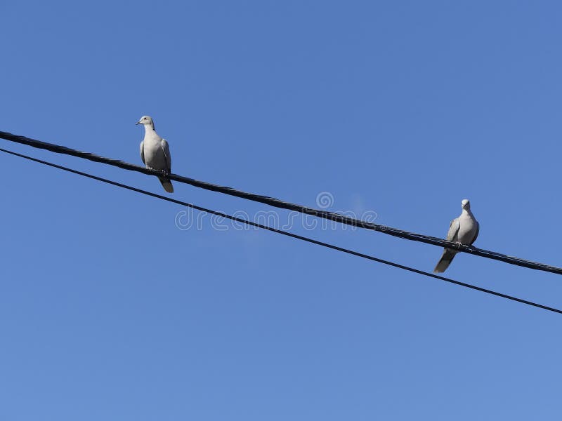 Dove sitting on power line stock image. Image of sight - 230654887