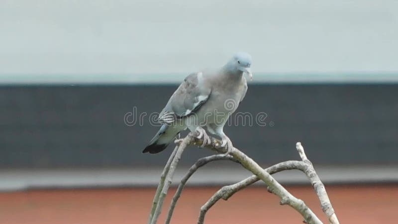 The Dove is Sitting on a Tree Stock Video - Video of flowers, boars ...