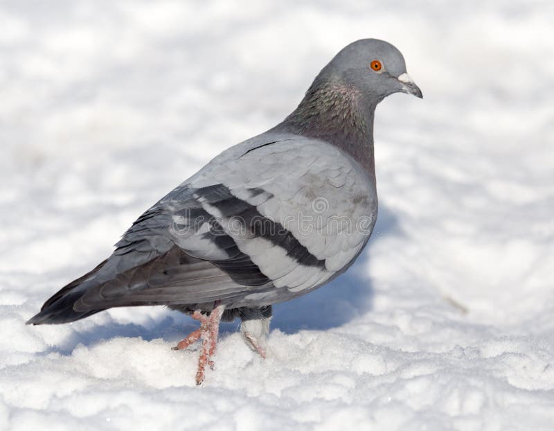 Dove in the Snow on the Nature Stock Photo - Image of closeup, view ...