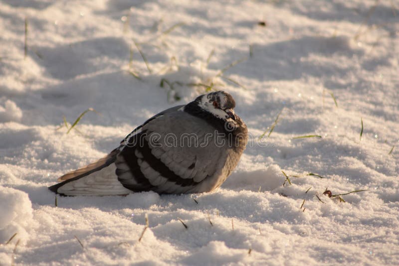 Dove in the snow stock photo. Image of thoughtful, black - 82222222