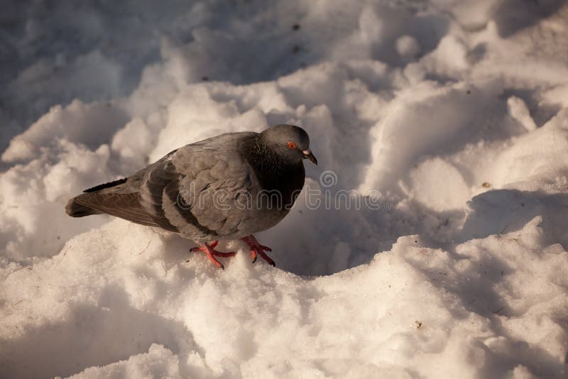 Dove on the snow stock photo. Image of wild, park, nature - 85218242