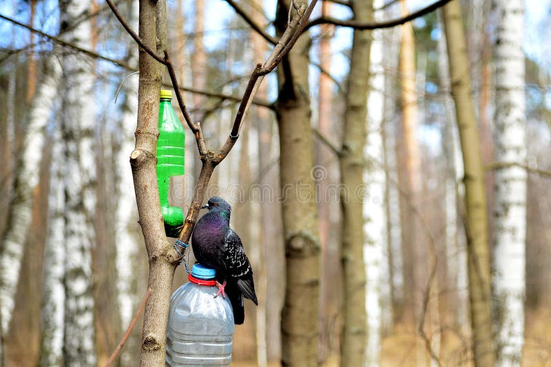 Dove in spring Park. stock photo. Image of color, spring - 89491638