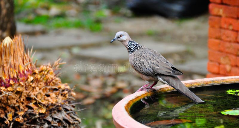 Dove stand on jar stock photo. Image of erithacus, collar - 61154124