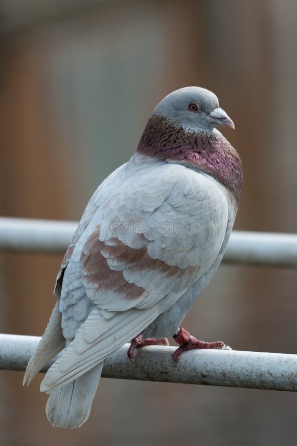 Dove Standing on Bridge Handrails Stock Photo - Image of birds, bridge ...