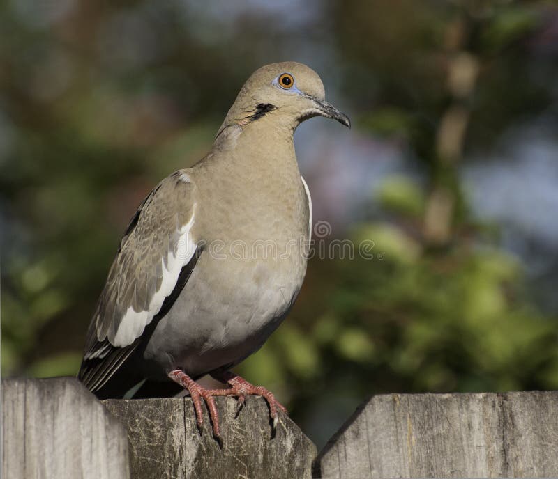 A dove standing on wood stock photo. Image of flight - 32732806
