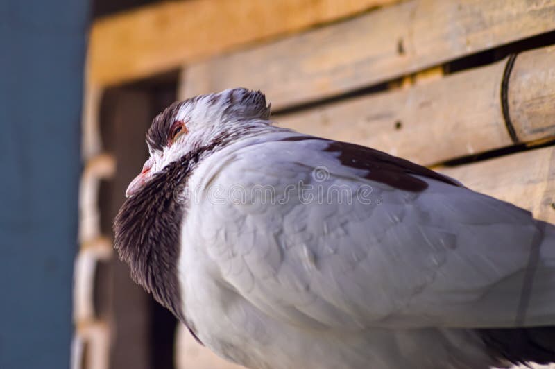 A Dove with Beautiful Color Patterns Stock Photo - Image of front, bird ...