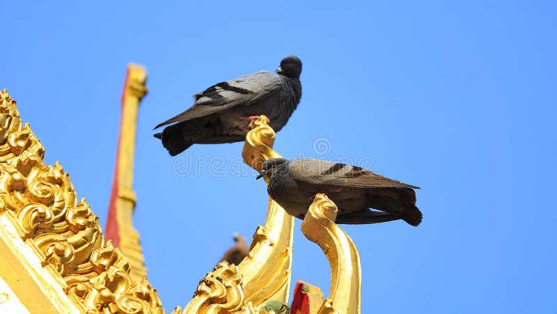 Dove Stands on the Roof of the Temple Stock Image - Image of flying ...