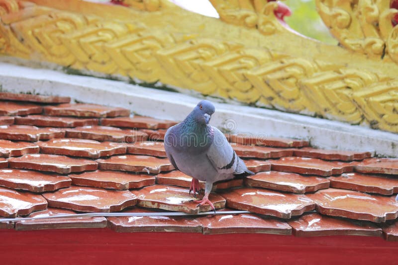 Dove Stands on the Roof of the Temple Stock Image - Image of animal ...