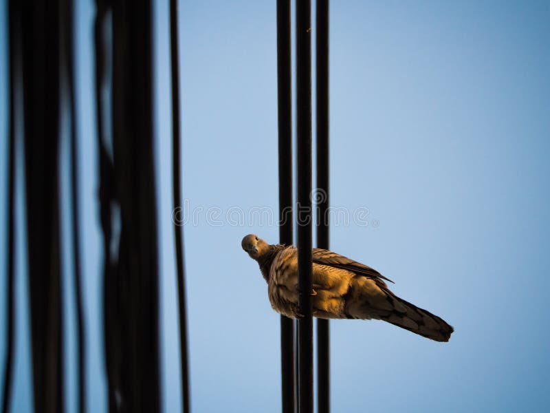 Moth Stare stock image. Image of macro, acute, feelers - 16528599