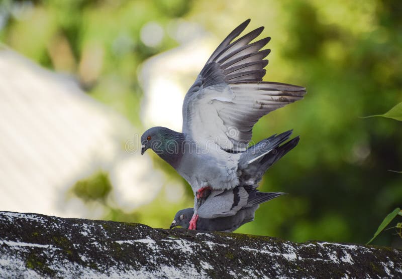 The Dove Stretched Behind Another Dove and Spread Its Wings Beautifully ...