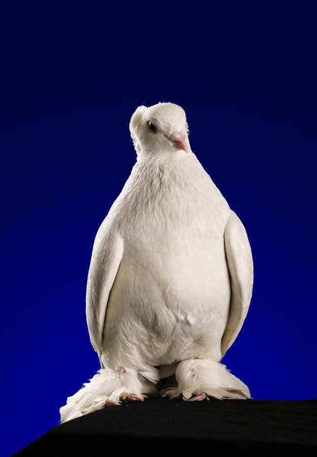 1,093 Flying Dark Dove Stock Photos - Free & Royalty-Free Stock Photos ...