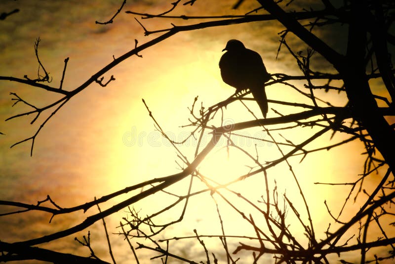 Dove at Sunset stock photo. Image of light, bird, branch - 15132238