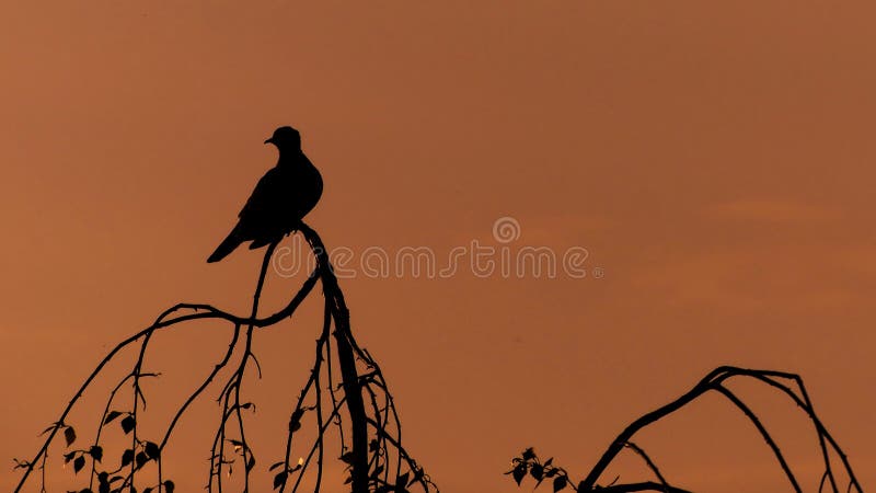 Dove and sunset stock image. Image of black, bird, pigeon - 190862589